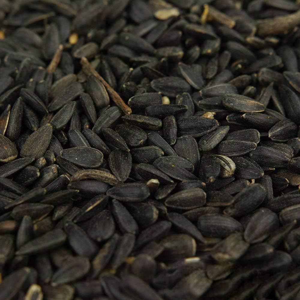 Graines de Tournesol Noir BusyBeaks - Nourriture Riche en Huile pour ...