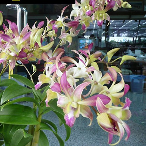 Royal Paradise Garden Rare Dendrobium Orchid Caesar Java Candy 1 Small Healthy Live Plant with ...