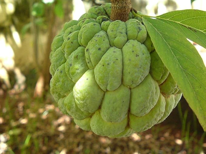 Buy APNE BAZAAR Rare Exotic Tropical Fruit Grafted Plant Custard Apples ...
