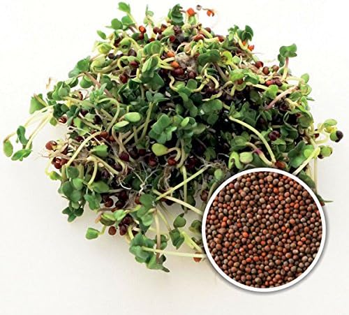 BIO Keimsaat Brokkoli Calabrese 250 g Brokkolisamen zur Sprossenzucht ...