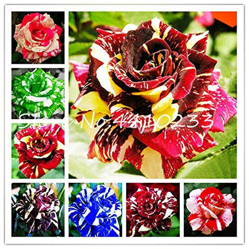 Fresh 100 Pcs Ruby Rose Flower graines pour plantation mixte : Amazon ...