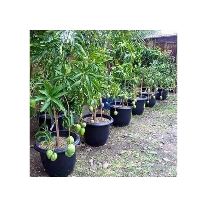 Buy Rain Forest Rare Dwarf Mango JUMBO Variety Grafted Healthy Live ...