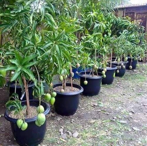 Mphmi Live Plant Nursery NCR Plants Mangifera indica Mango Plant Fruit ...