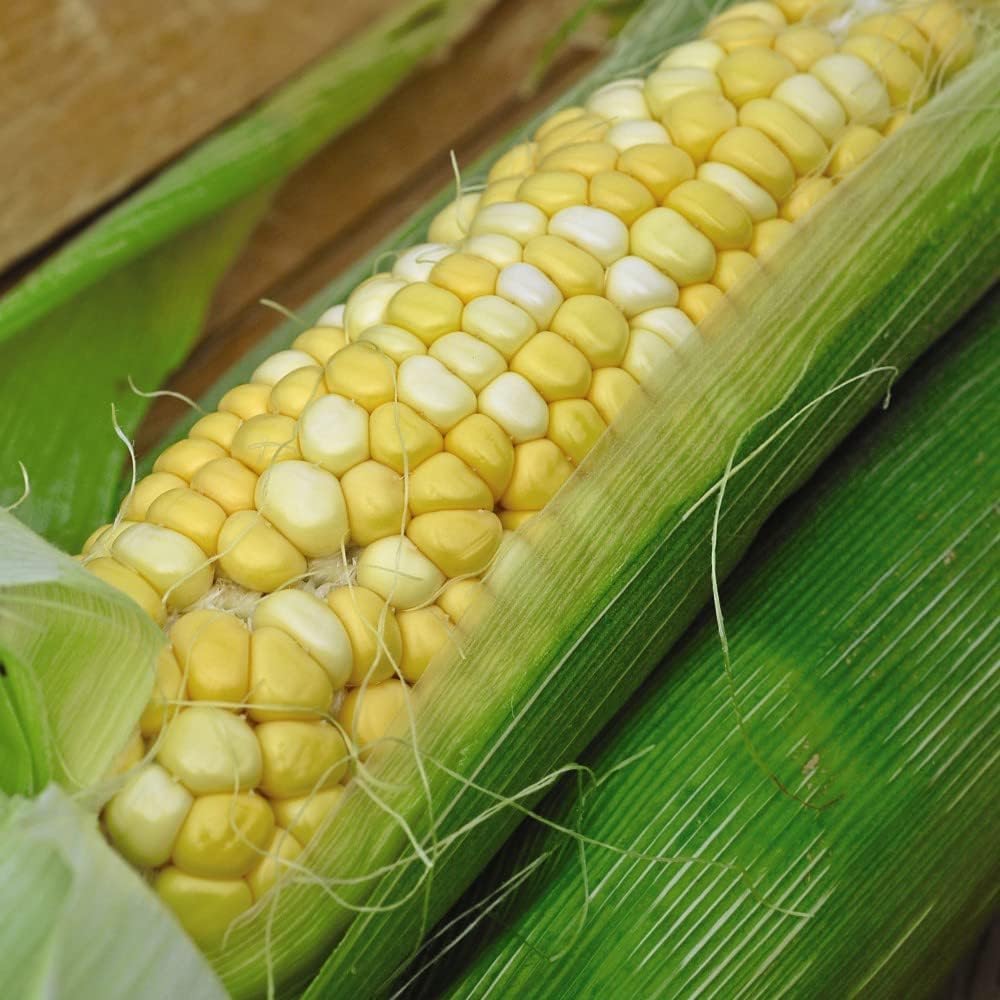 Sweetcorn 'Summer Glow' Zea mays Maize Half-Hardy Annual Easy to Grow ...