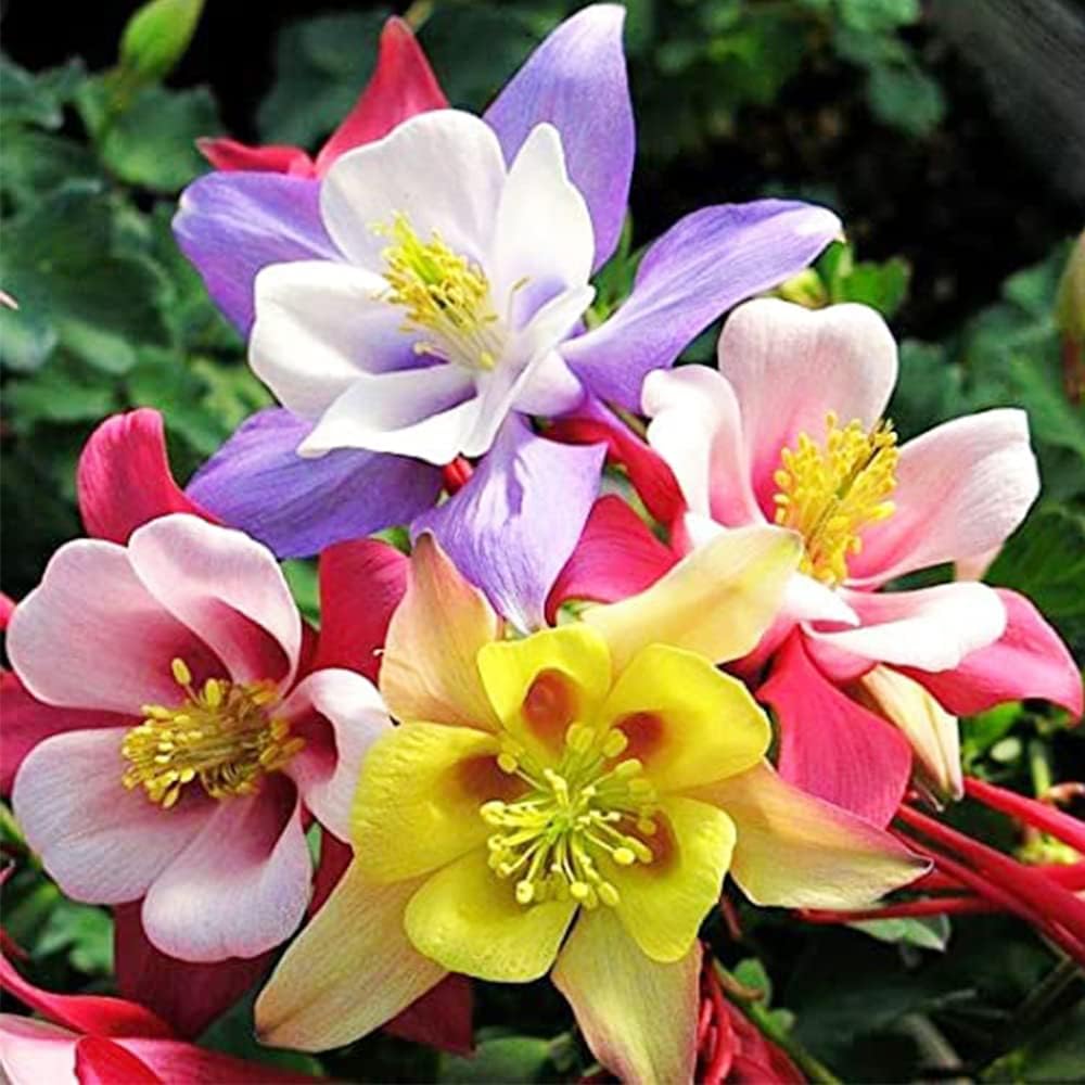 Amazon.com : QAUZUY GARDEN 100 Seeds Multicolor Columbine Aquilegia ...