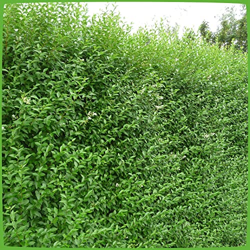 Heckenpflanze Liguster – Die 15 besten Produkte im Vergleich ...