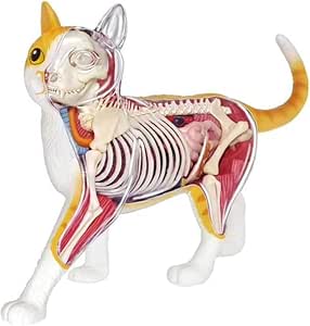 Amazon.com: SNIME Animal Anatomical Model Cat Anatomy Model - 4D ...