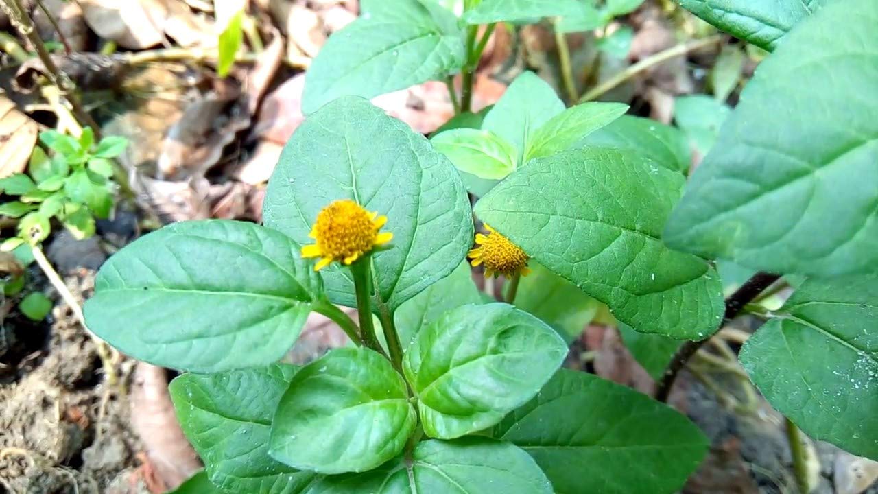 Kapebonavista Akarkara Akarkar Toothache Plant Pipulka Hemmugalu ...