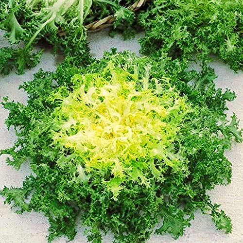 Curly endive - How to grow & care