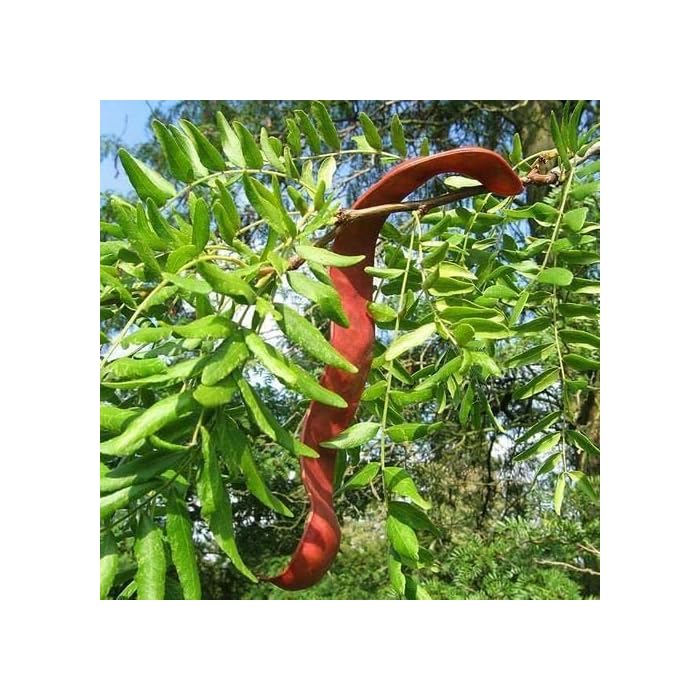 Buy Chinese Honey Locust Tree Seeds (Gleditsia sinensis) 10+Seeds ...