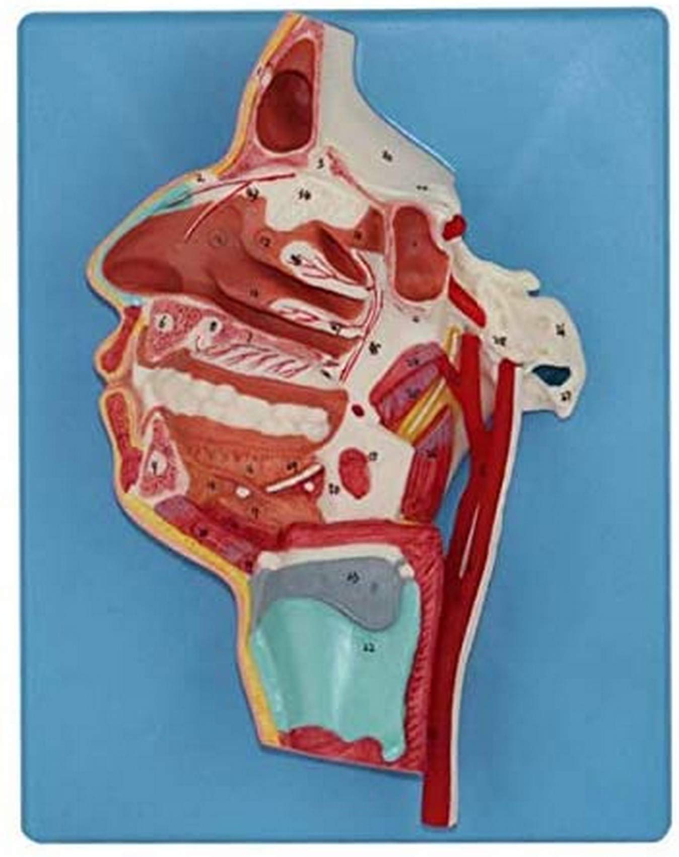 Buy YZ-YUAN Shows Normal Larynx And Pharynx model,Human Medical ...