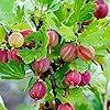 Amazon.com : Pixwell Gooseberry Plant Live for Planting, Gooseberry ...