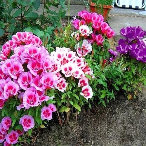 Dwarf Godetia Monarch Mix - Clarkia Amoena - 2000 Seeds + Plant tag ...