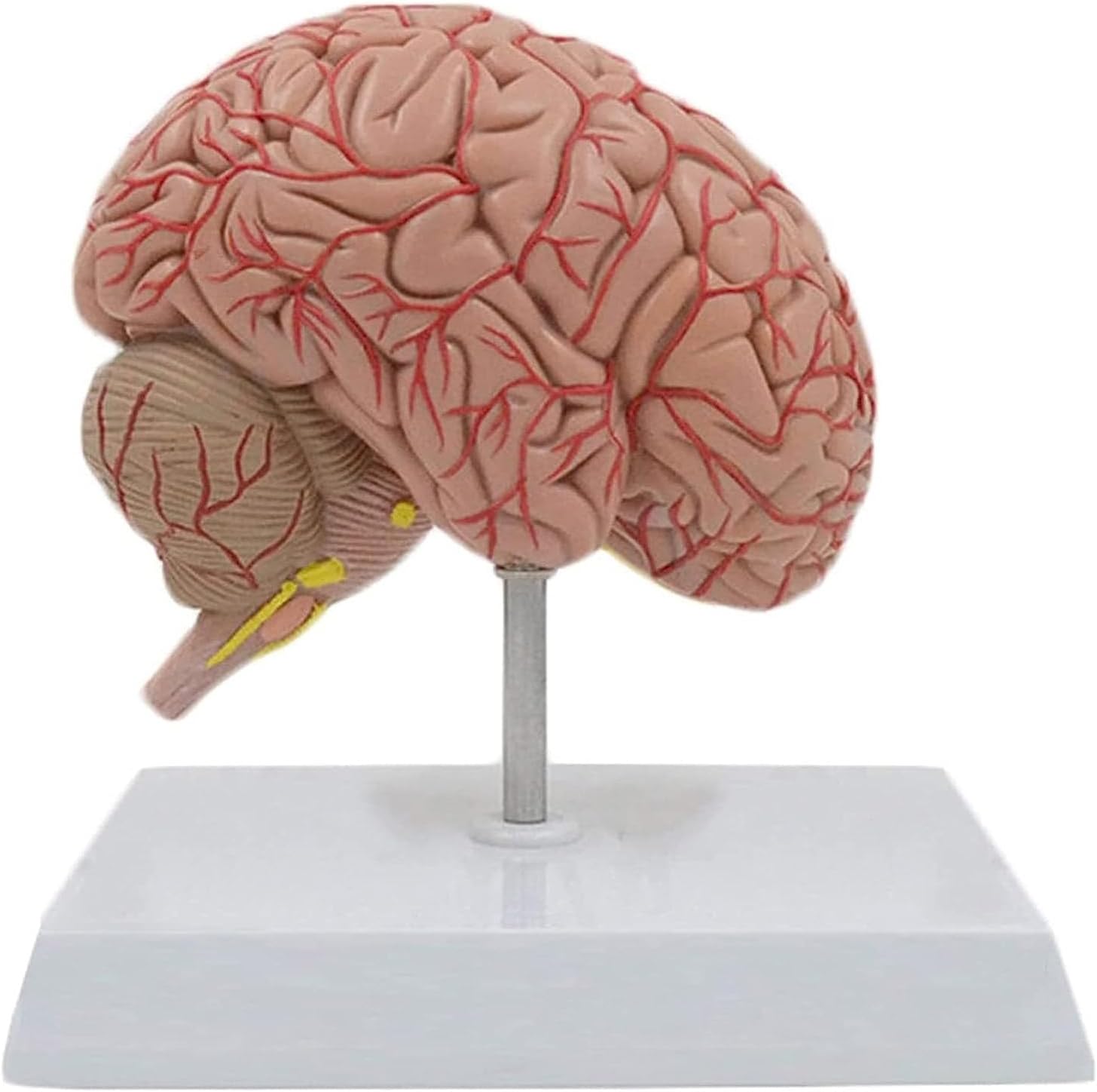 Amazon.com: Anatomy Model Brain Nerve Anatomical Model Human Half-Brain ...