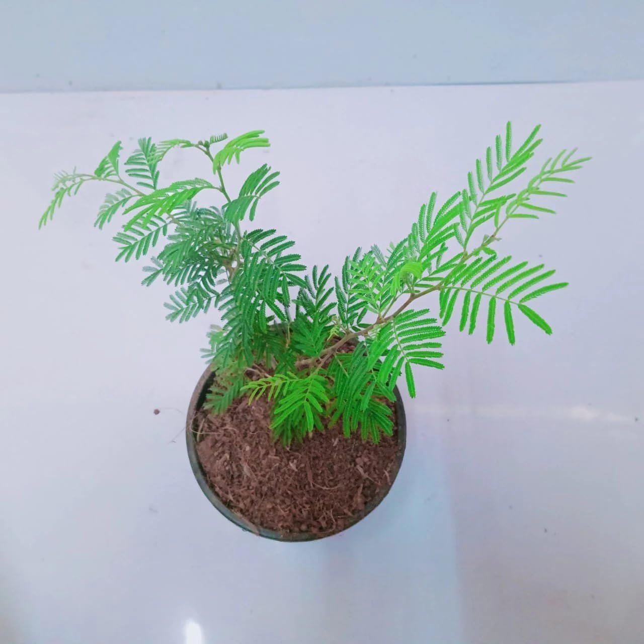 Shami tree plant,plant for shami tree (Pack of 2) : Amazon.in: Garden ...