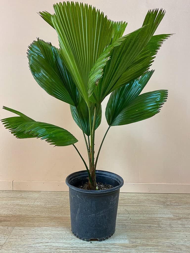Amazon.com : Vanuatu Fan Palm - Ruffled Fan Palm - Live Plant in a 1 ...