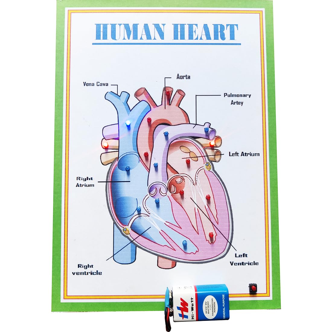 Science Project Human Heart