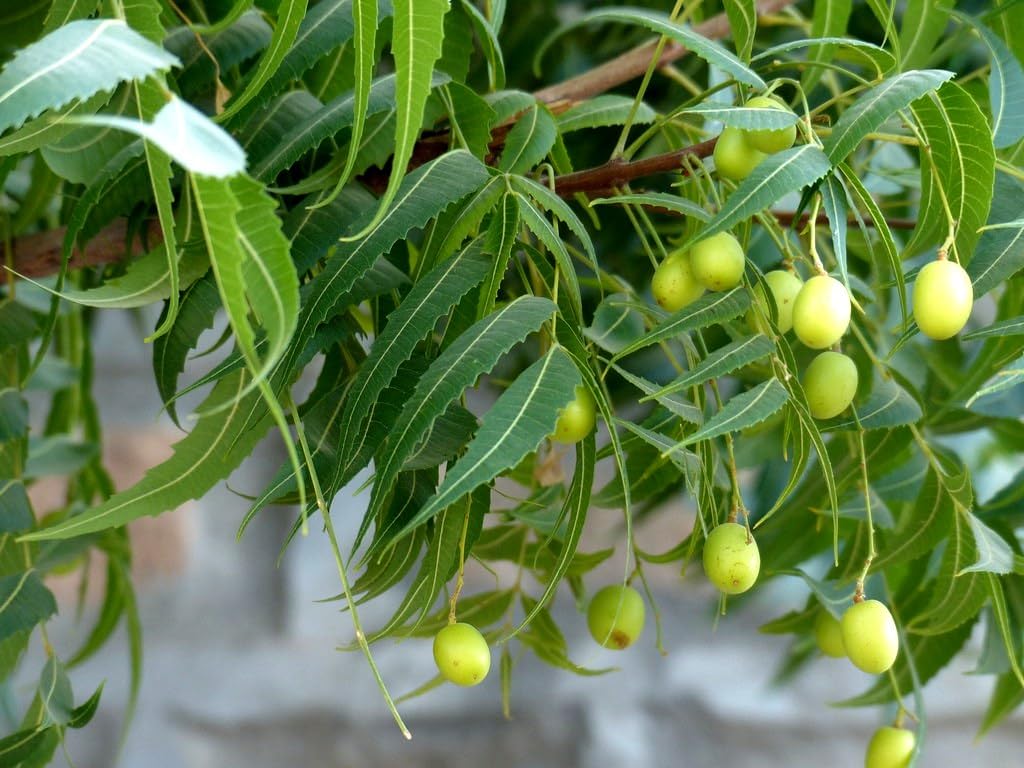 Neem Tree Seeds Azadirachta Indica Seeds- Pack of 20 Fresh Seeds ...