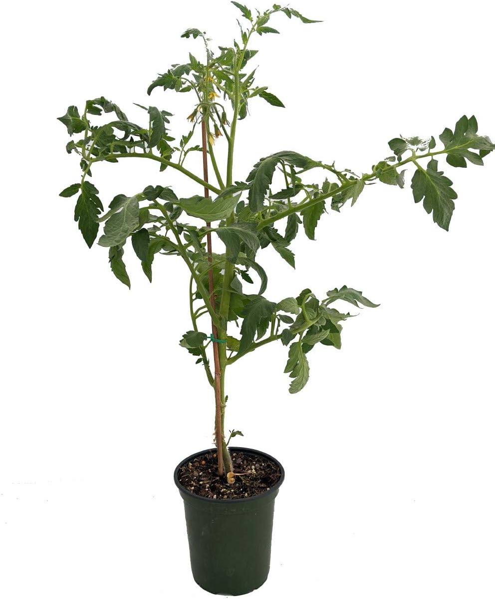 Amazon.com : Extra Large Phoenix Tomato - 6" Pot - Early/Midseason ...
