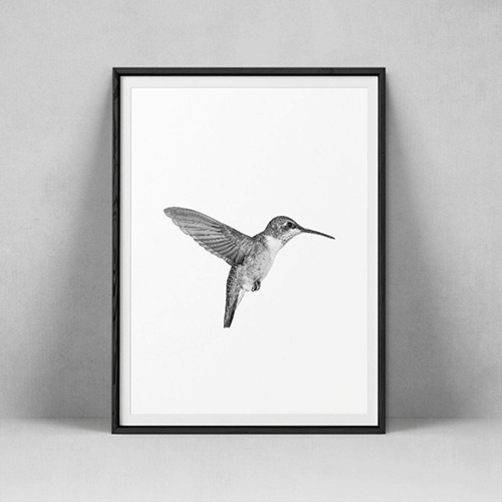 Photographie De Colibri En Noir Et Blanc Page 5 | Colibri Trait