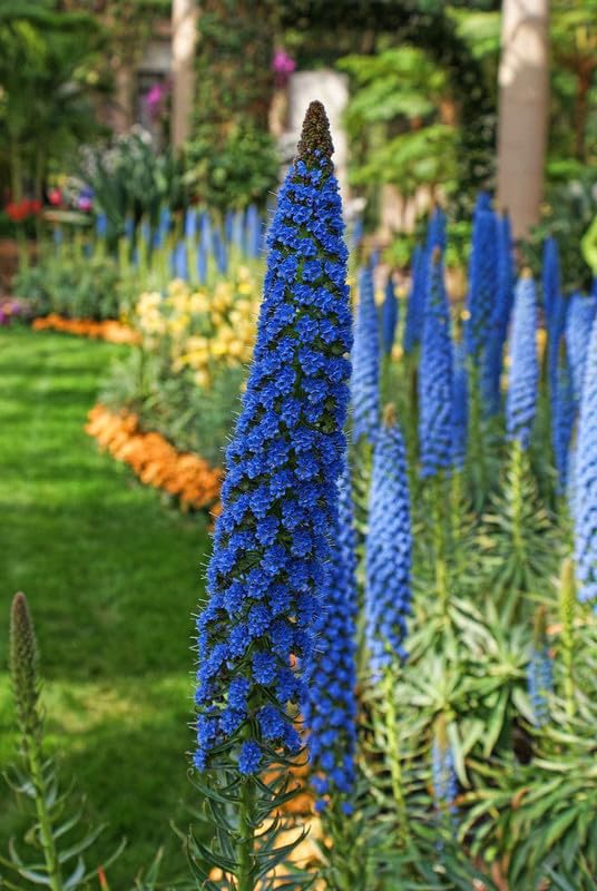 Ritz Farming® Foxtail lily flower bulbs | Blue Flowering bulbs for ...