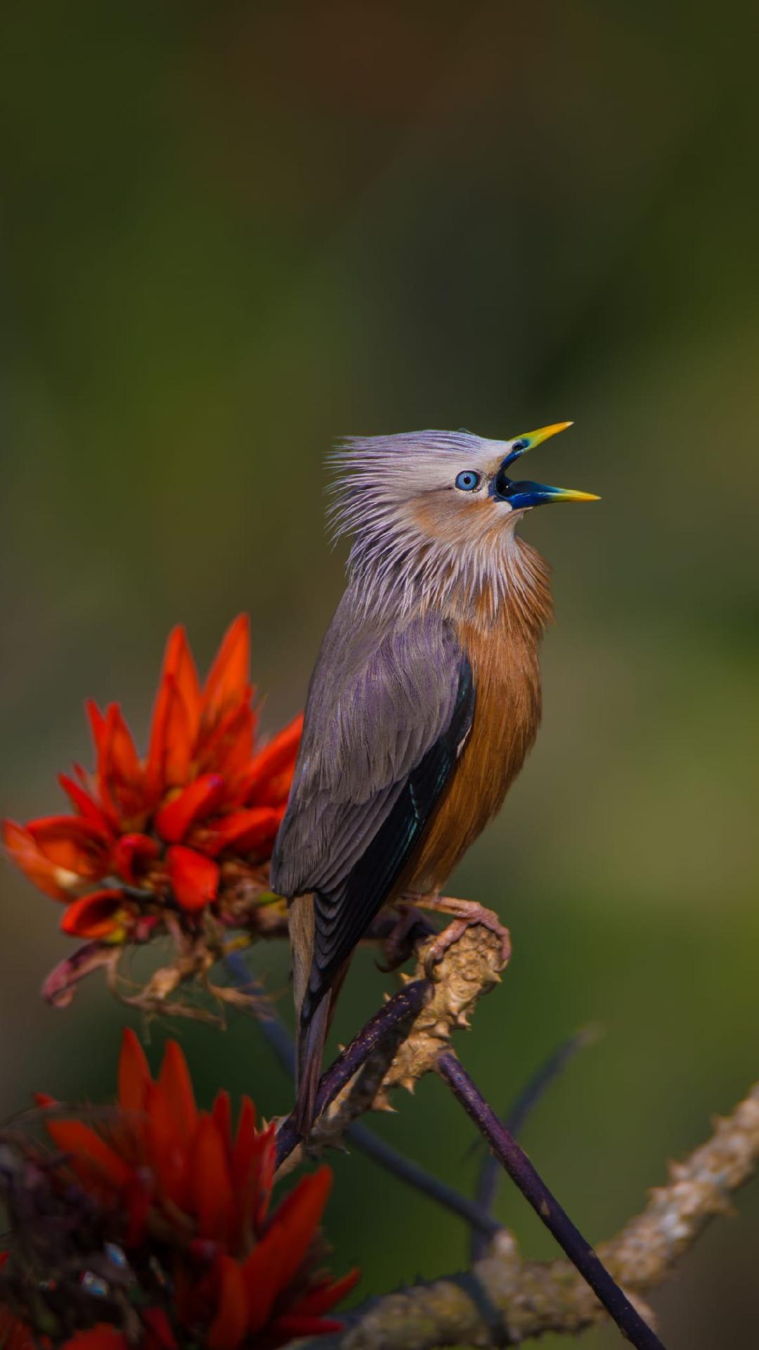 Bird Wallpaper HD - App on Amazon Appstore