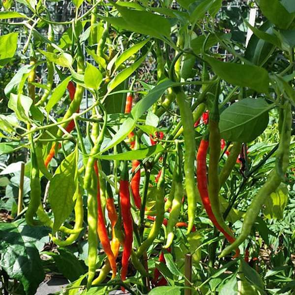f1 chilli seeds For Home Planting,f1 chilli seeds For Home Planting ...