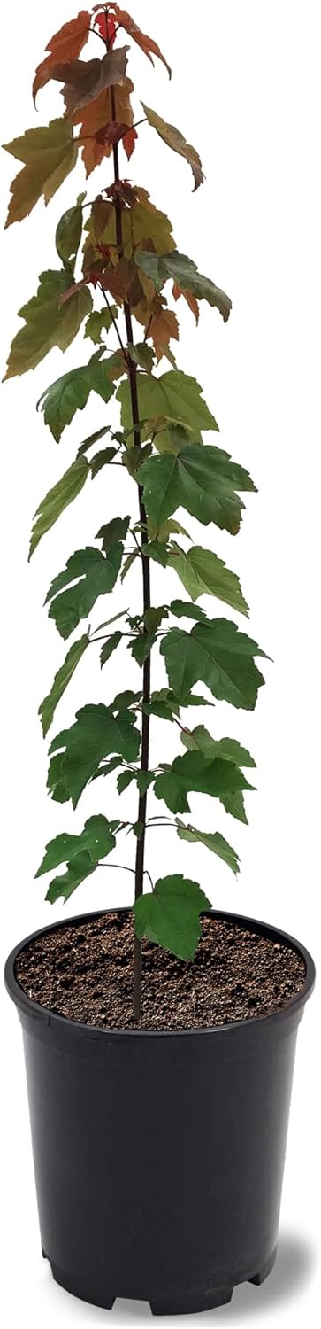Amazon.com: American Plant Exchange Summer Red Maple Tree, 1 Gallon Pot ...