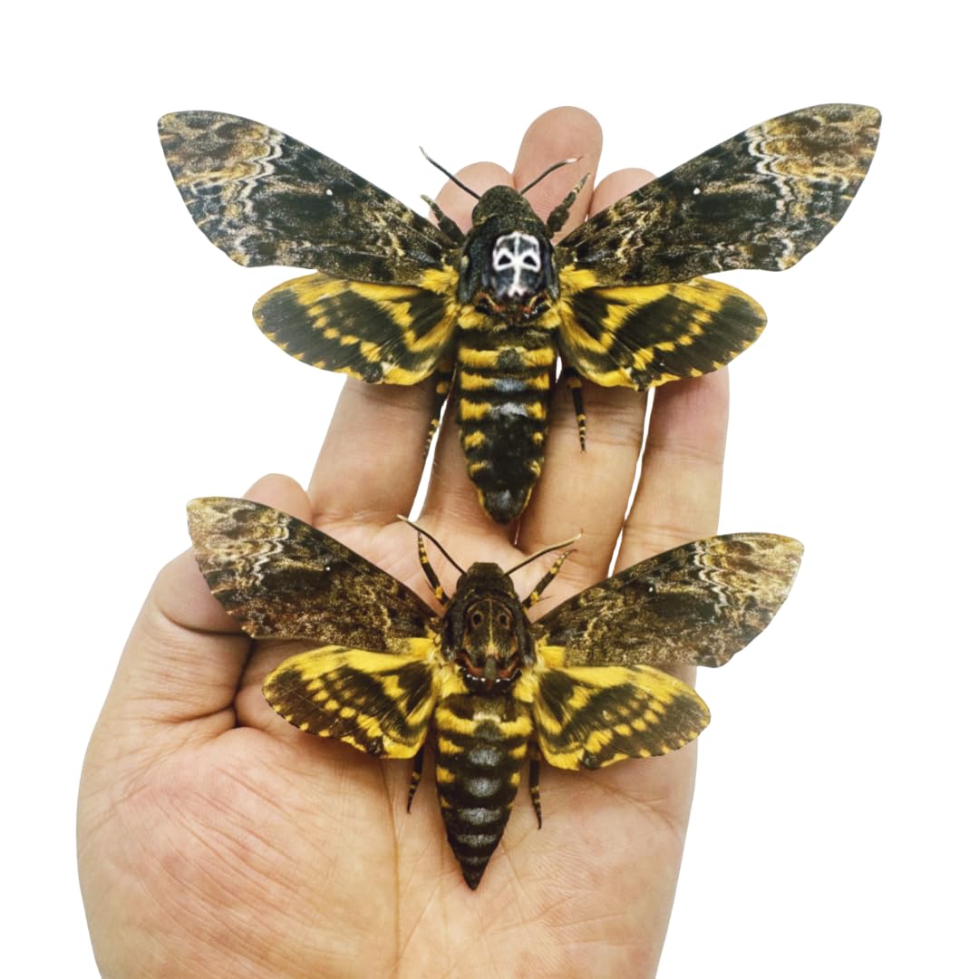 2 Real Death's Head Moths, Acherontia lachesis, Greater Death's Head Hawkmoth, Male and Female ...