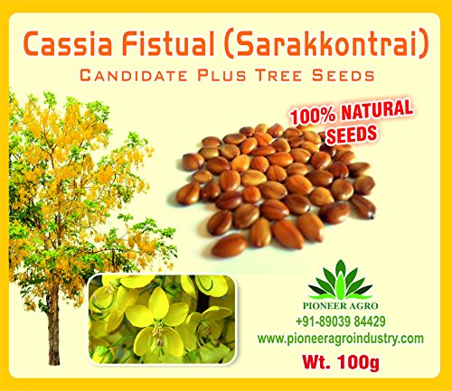 Bokashi Bran Cassia Fistula Seeds Golden Shower Tree (Sarakkontrai Seeds) Tree Seed 100G ...