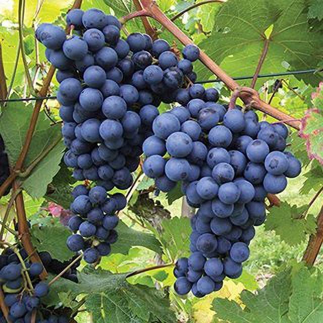OXYGREEN PLANT Live Long Black Seedless Grape/Angoor Sweet Fruit Plant ...