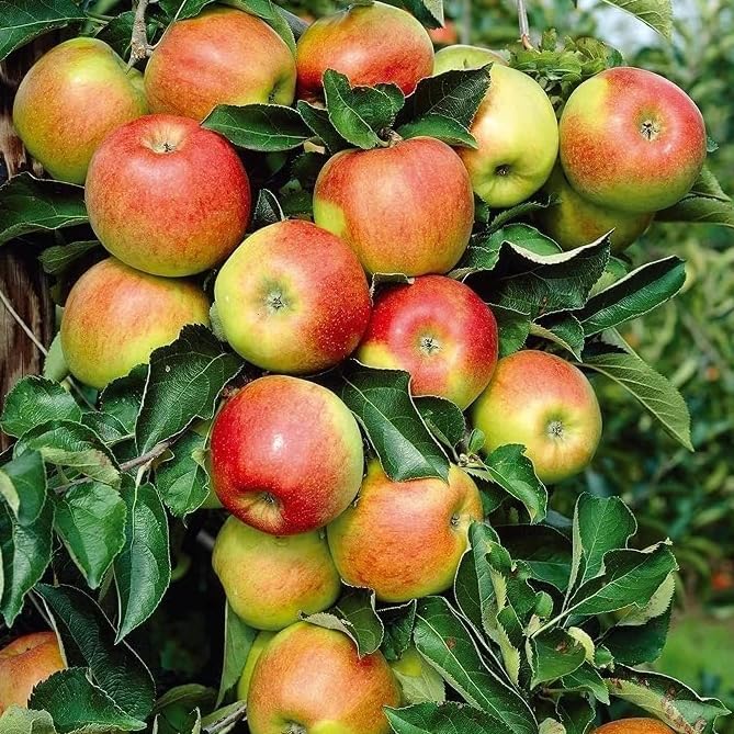 Amazon.com : Pink Lady Apple Tree Live Plant 4-5 Ft Tall, Red Apples ...