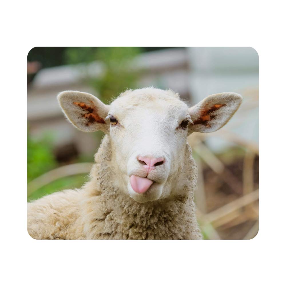 Funny Sheep Face