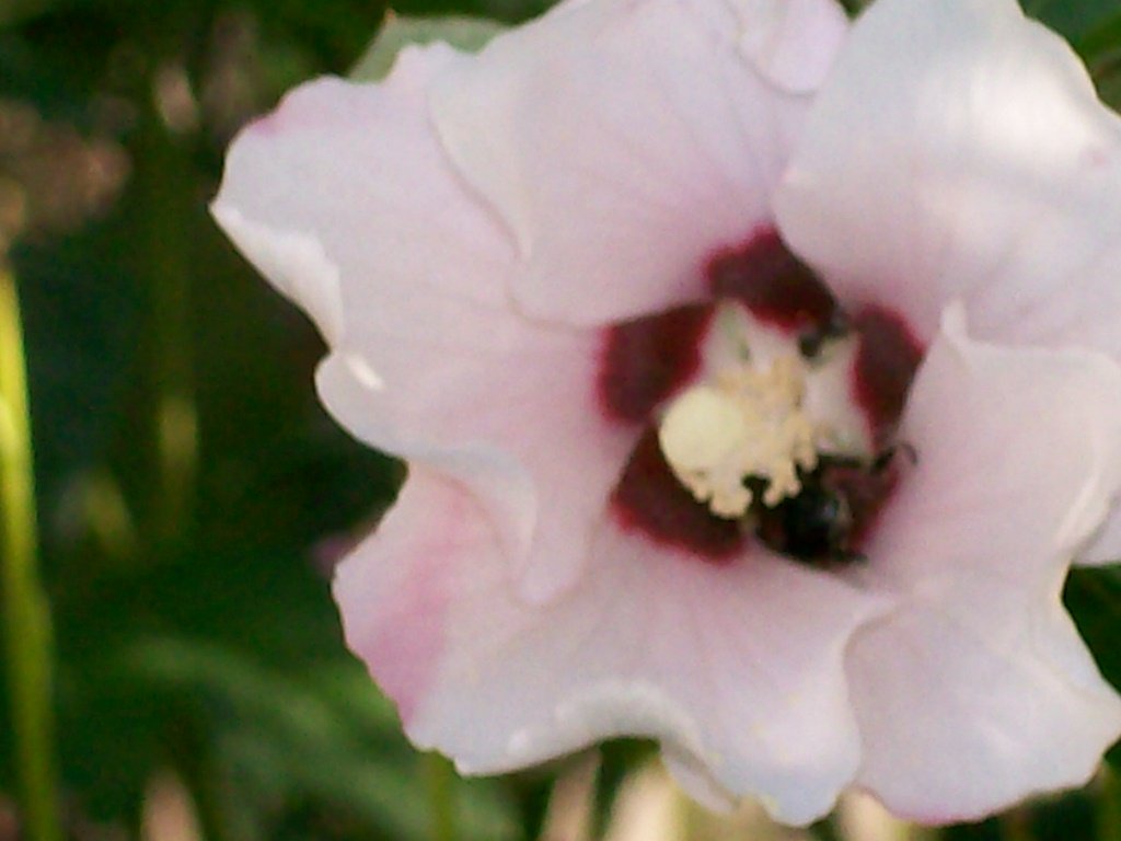 The Longest Tunnel: Alan Burgess: 9780671731960: Amazon.com: Books