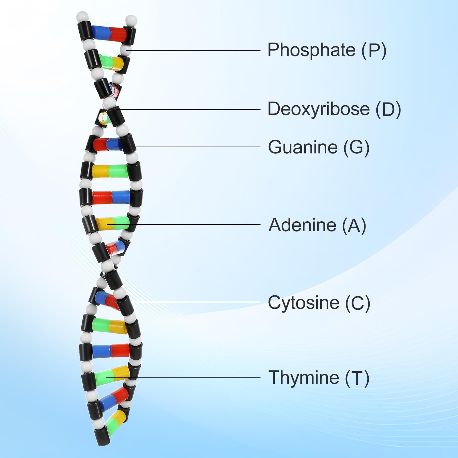 Dna Model Structure Handmade DNA: A Tactile Model To Explore The