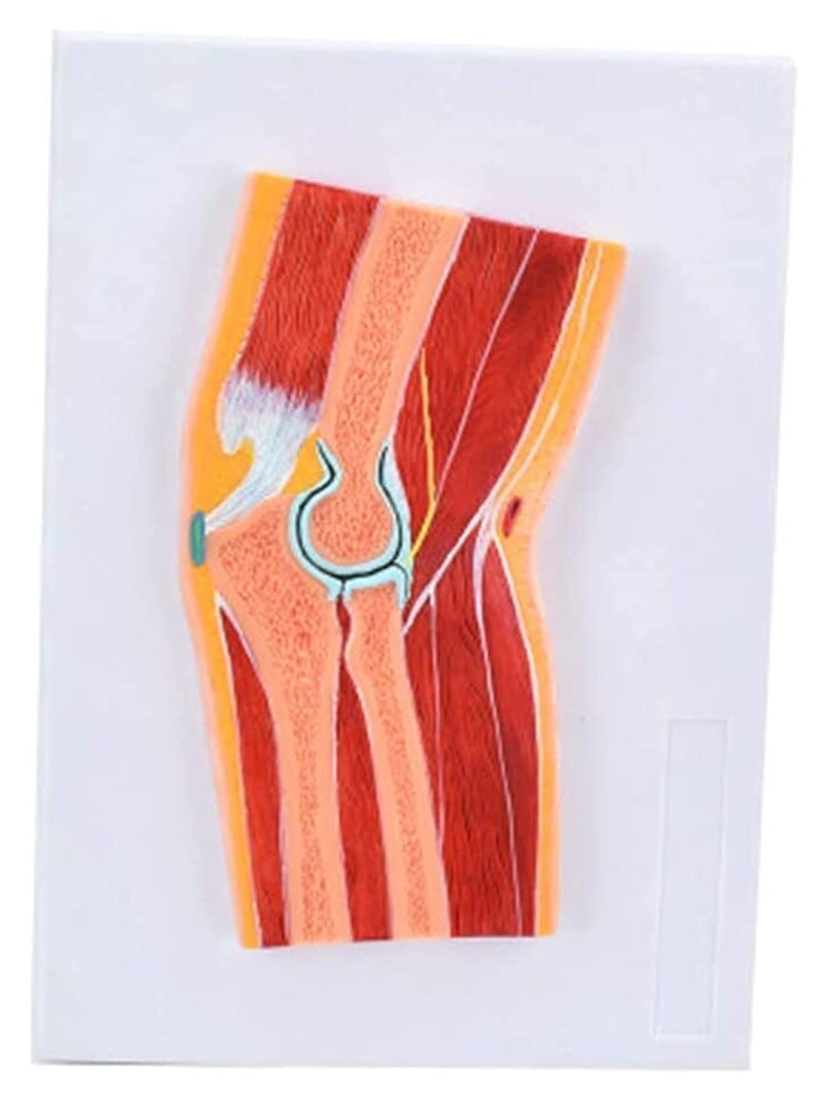 Buy Anatomy Model, Skeletal Muscle Model of Elbow Joint Elbow Joint ...