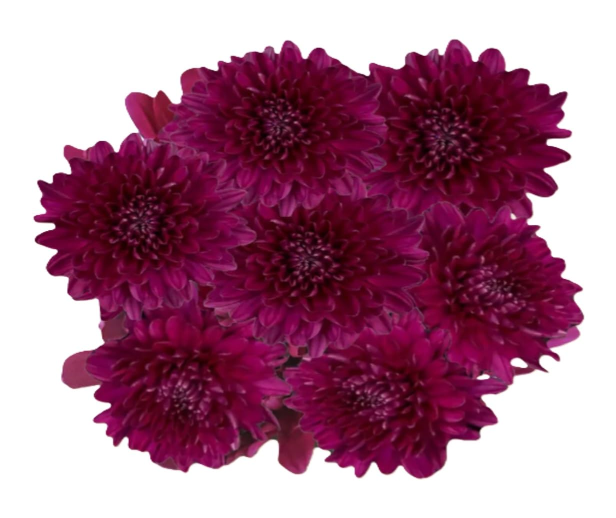 Fresh Flower Chrysanthemum Shevanti, purple 100 g : Amazon.in: Grocery ...