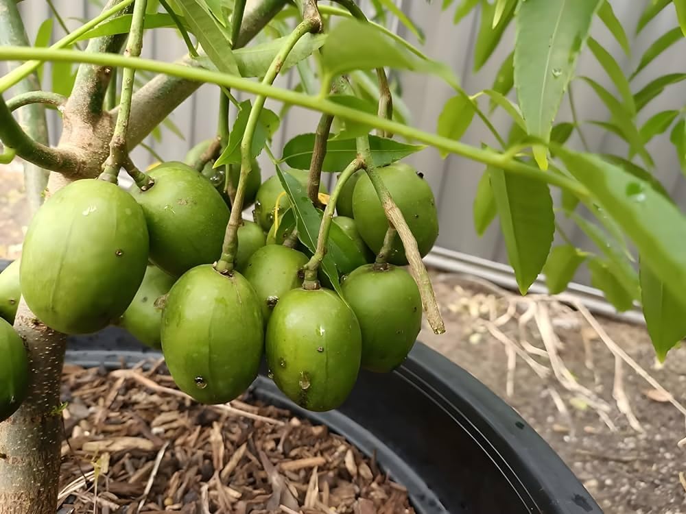 Organic Amra or Indian hog plum, Amrataka fruit live plant Pack of 1 ...