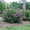 Amazon.com : Lo & Behold® Pink Micro Chip Butterfly Bush - 4" Pot ...
