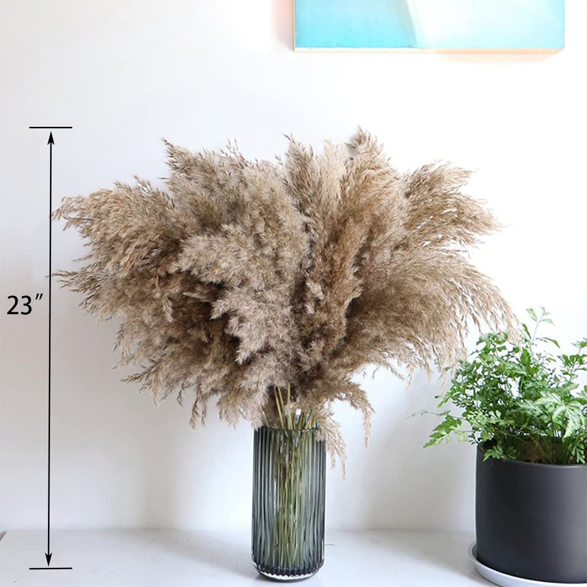 Buy Pampas Grass Home Decor, 15pc 23.6''Natural Pampas Grass Dried ...
