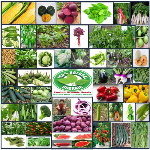 Punjab Seeds Organic Variety Combo Pack of 45 Vegetable Seeds for ...