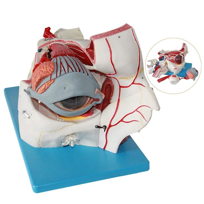 Buy Magnification Human Giant Eye Model, Human Body Sensory Apparatus ...