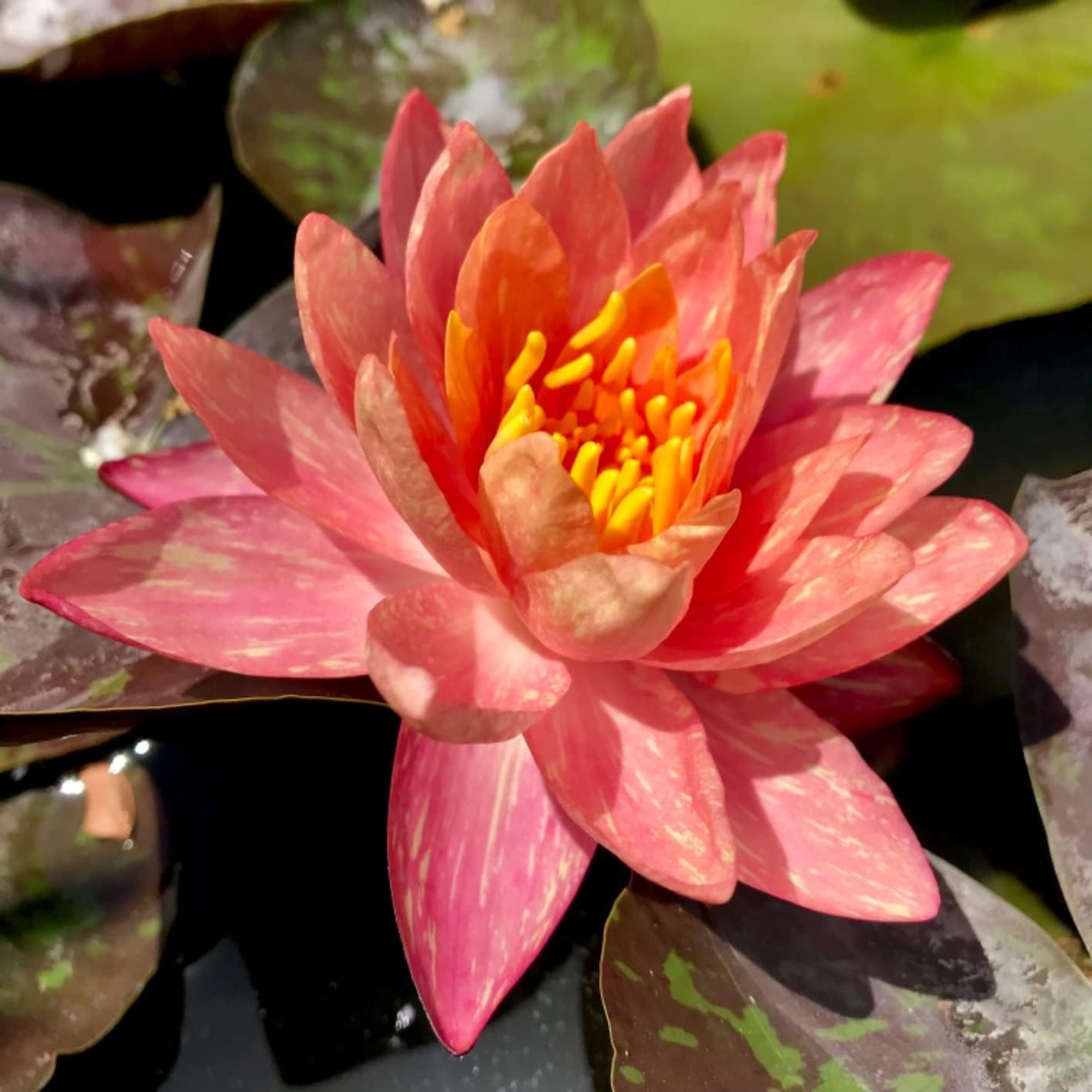 Amazon.com : Mature Fully Grown Hardy Water Lily (Assorted White ...