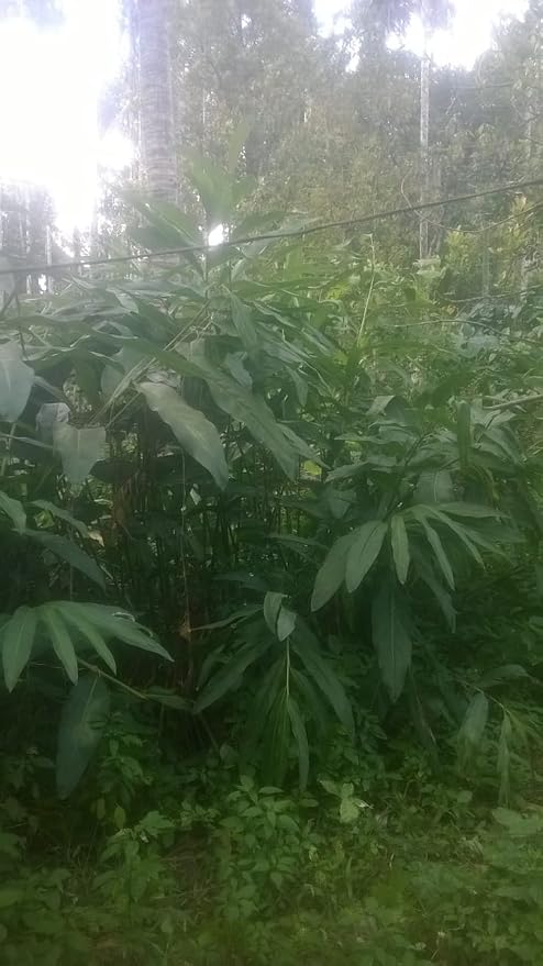 Zingiber wightianum ' Mountain Ginger ' Malayinchi Rare Herb 2 Rhizomes ...