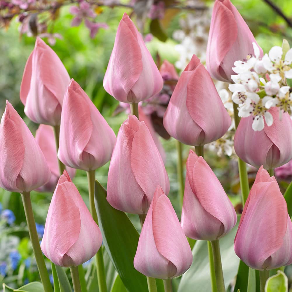 5 x Tulipa Longstemmed Light Pink – Spring Flowering Tulip Bulbs ...