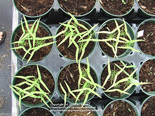 Cypress Vine Seedlings