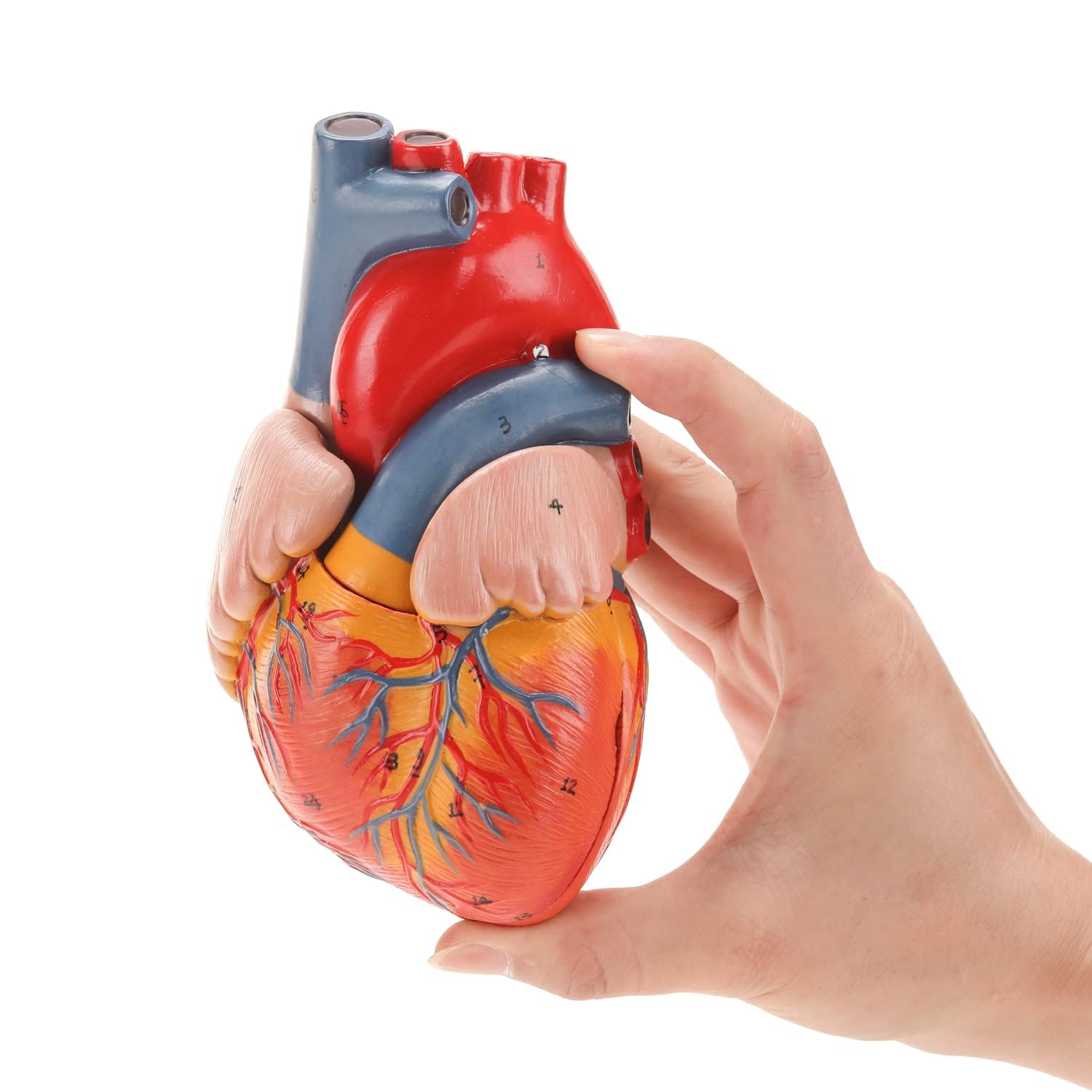 Snapklik.com : MIIRR Human Heart Model, 2-Part Life Size Heart Model ...
