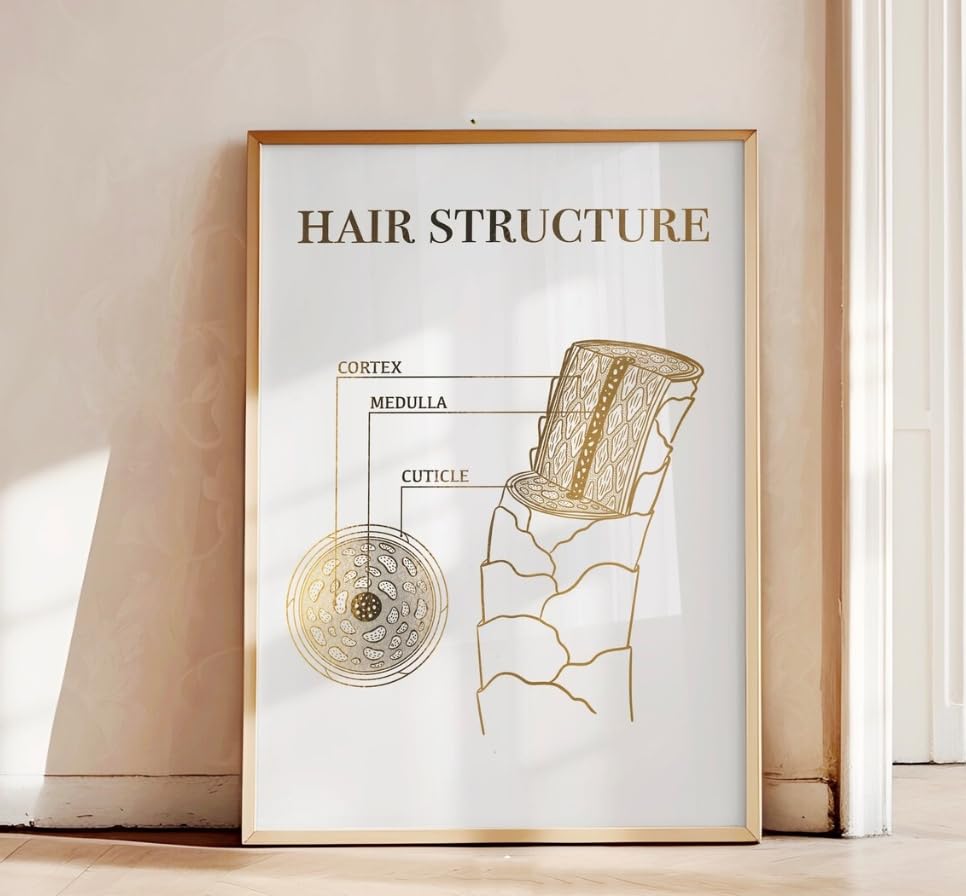 Salon Decoration 4 Piece Hair Anatomy Posters - Trichology Hair ...