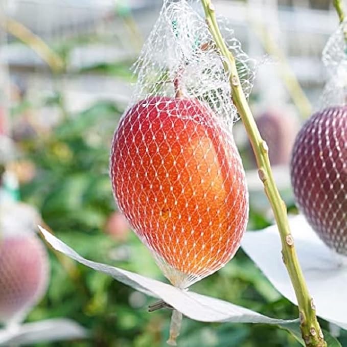 Sarika Nursery Miyazaki Mango (Eggs Of Sun) 1.5 Feet Japanese Taiyo No ...