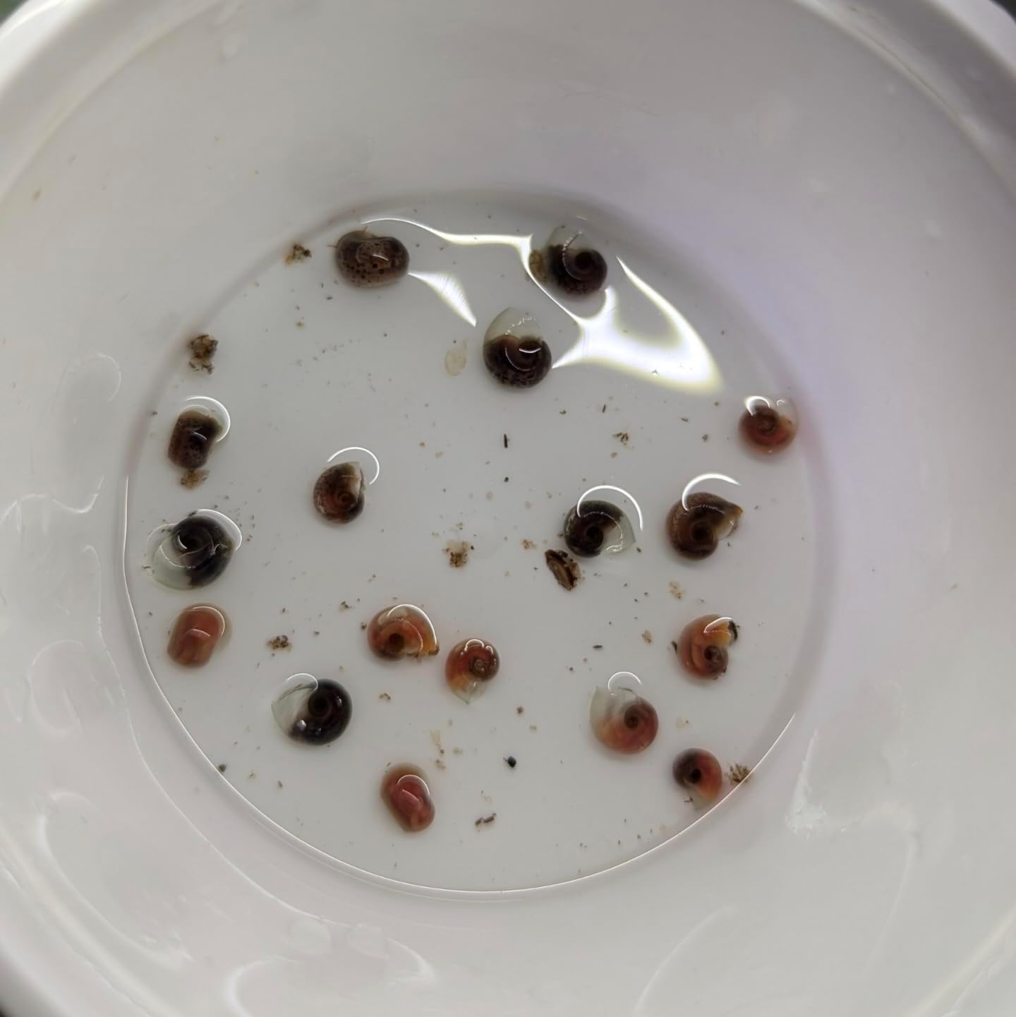 20 Small Mixed Ramshorn Snails Planorbella duryi : Amazon.co.uk: Pet ...